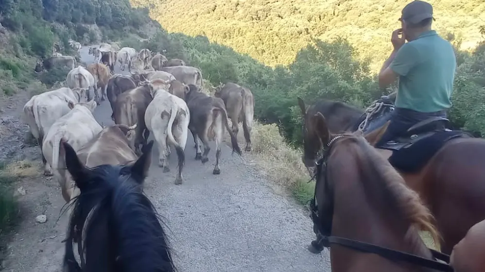 Desulo, la transumanza a cavallo della famiglia Locci - L'Unione Sarda.it