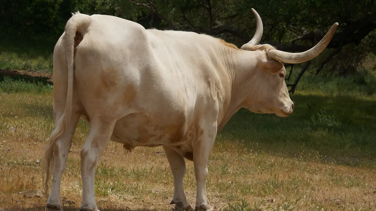 S'Erchitu, leggenda e significato della creatura leggendaria sarda