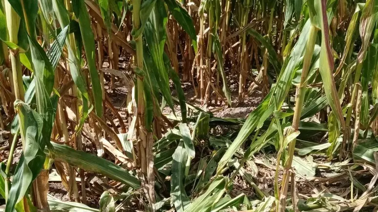 Wild animals, Sardinian farmers exasperated: «Devastated fields and ...