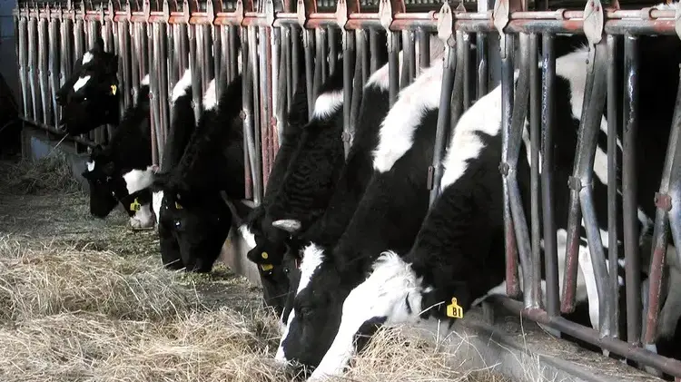 Farmers in Northern Sardinia are calling for the elimination of the PCR ...