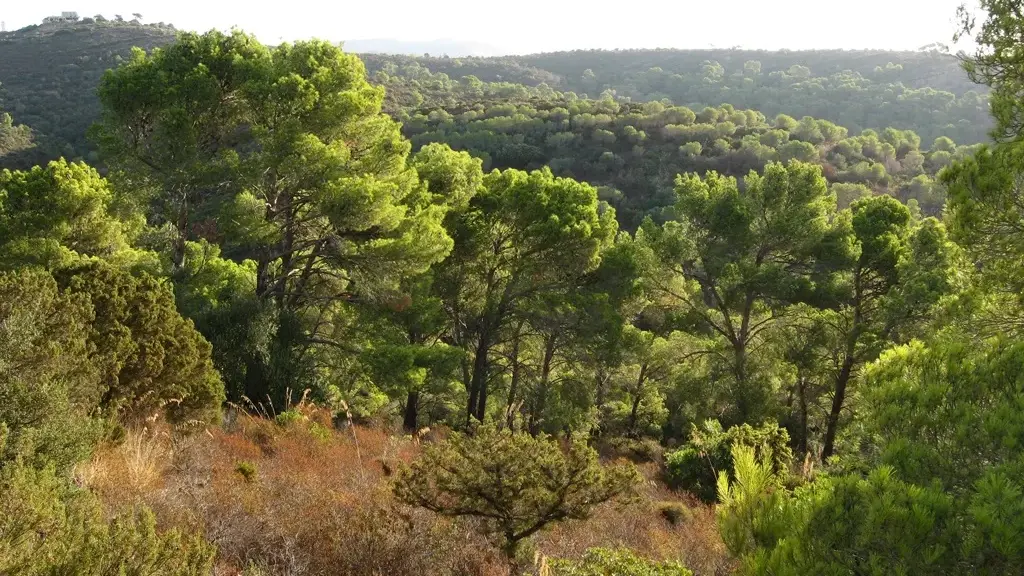Sinnai, domani in pineta le trail di 10 e 24 chilometri - L'Unione Sarda.it