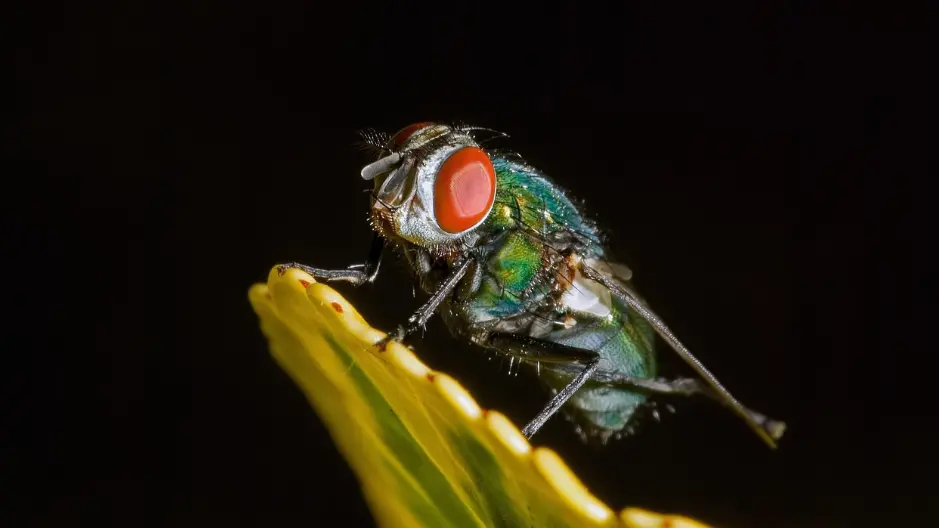 Sa Musca Macedda, custode dei tesori nascosti