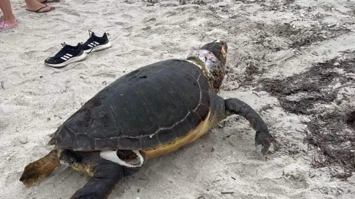 Dead turtle in Stintino