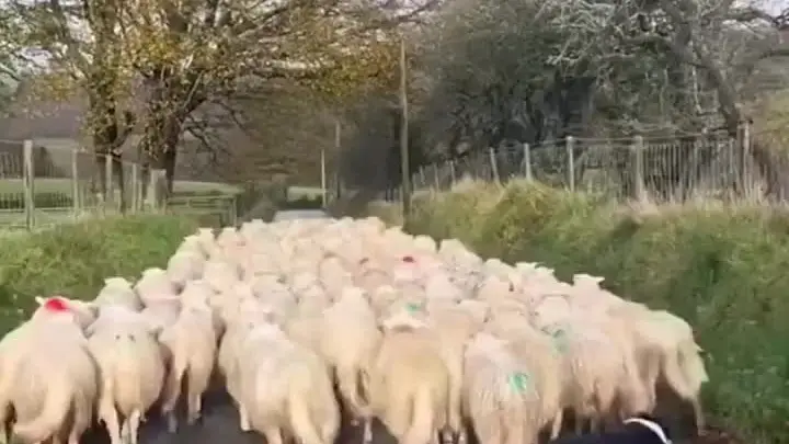 Lui guida le pecore, il pastore lo filma: ecco il video del super cane ...