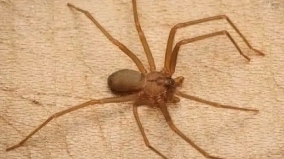 Carbonia, è allarme per le punture di insetti e ragni violino - L ...