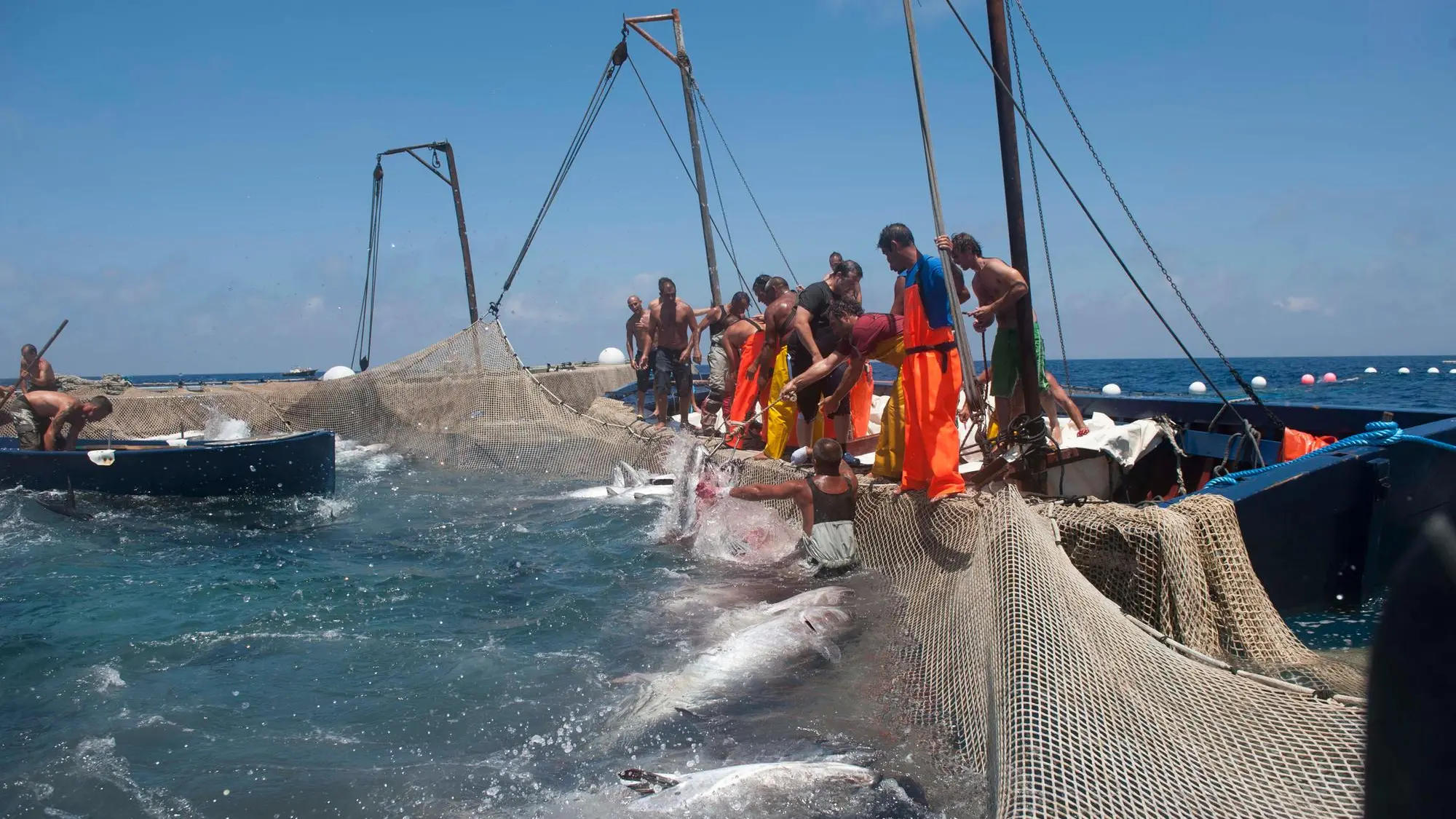Wind farm, the alarm in Carloforte: «The drilling scares away the ...