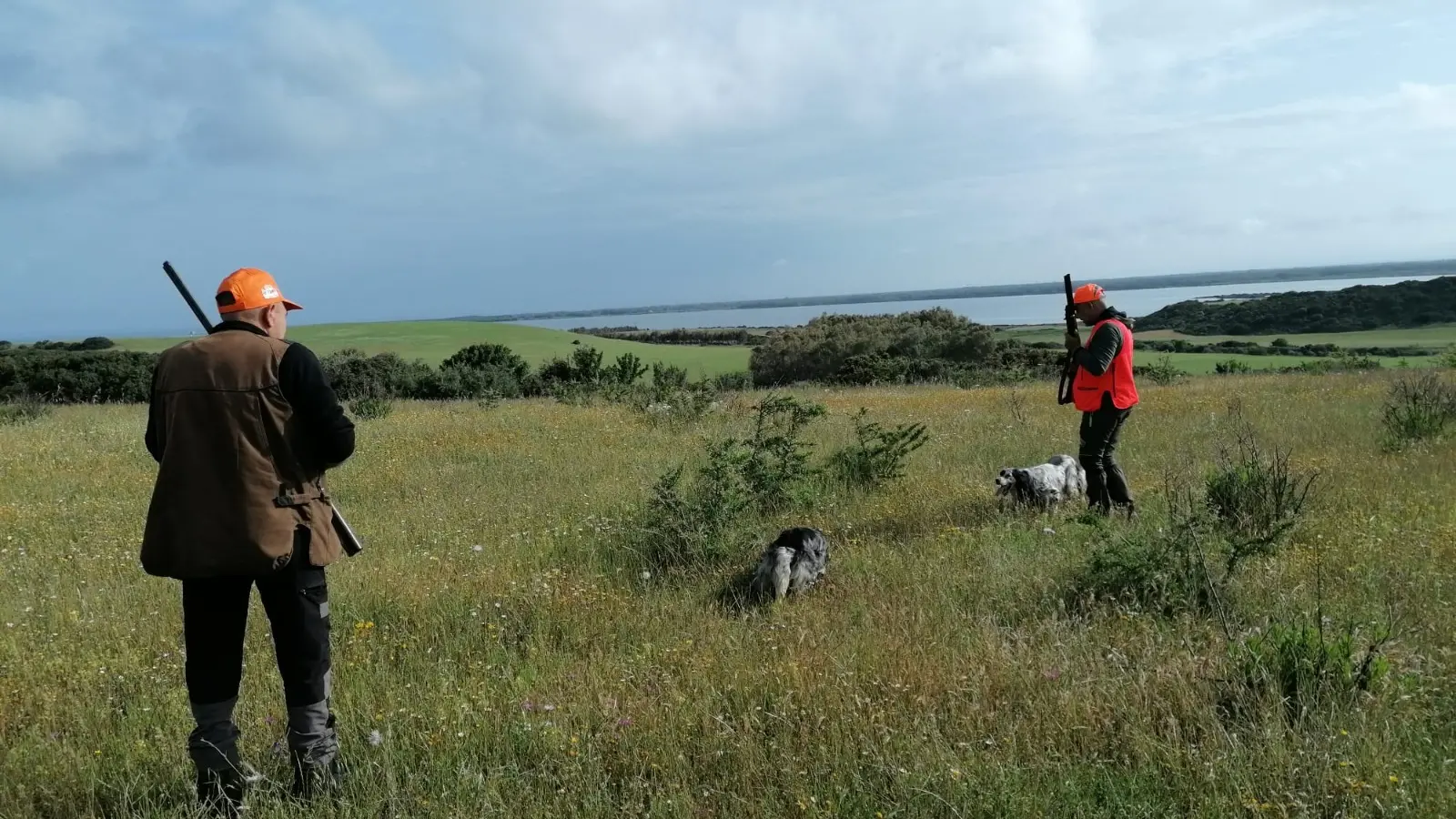 Hunt, stop the shotguns in free territory for the hare and partridge one