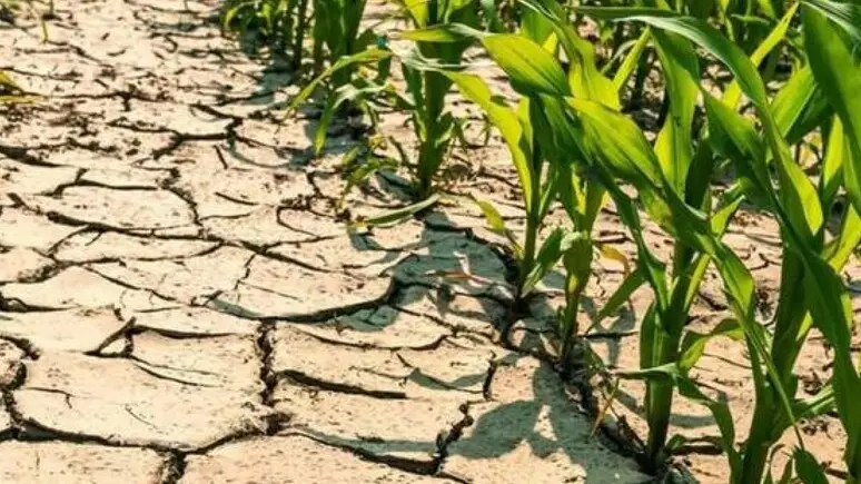 Drought, red alert in Sardinia: «The institutions must not leave ...