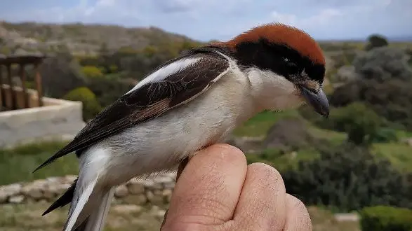 Flora e fauna all’Asinara: focus sulla biodiversità dell'isola - L ...