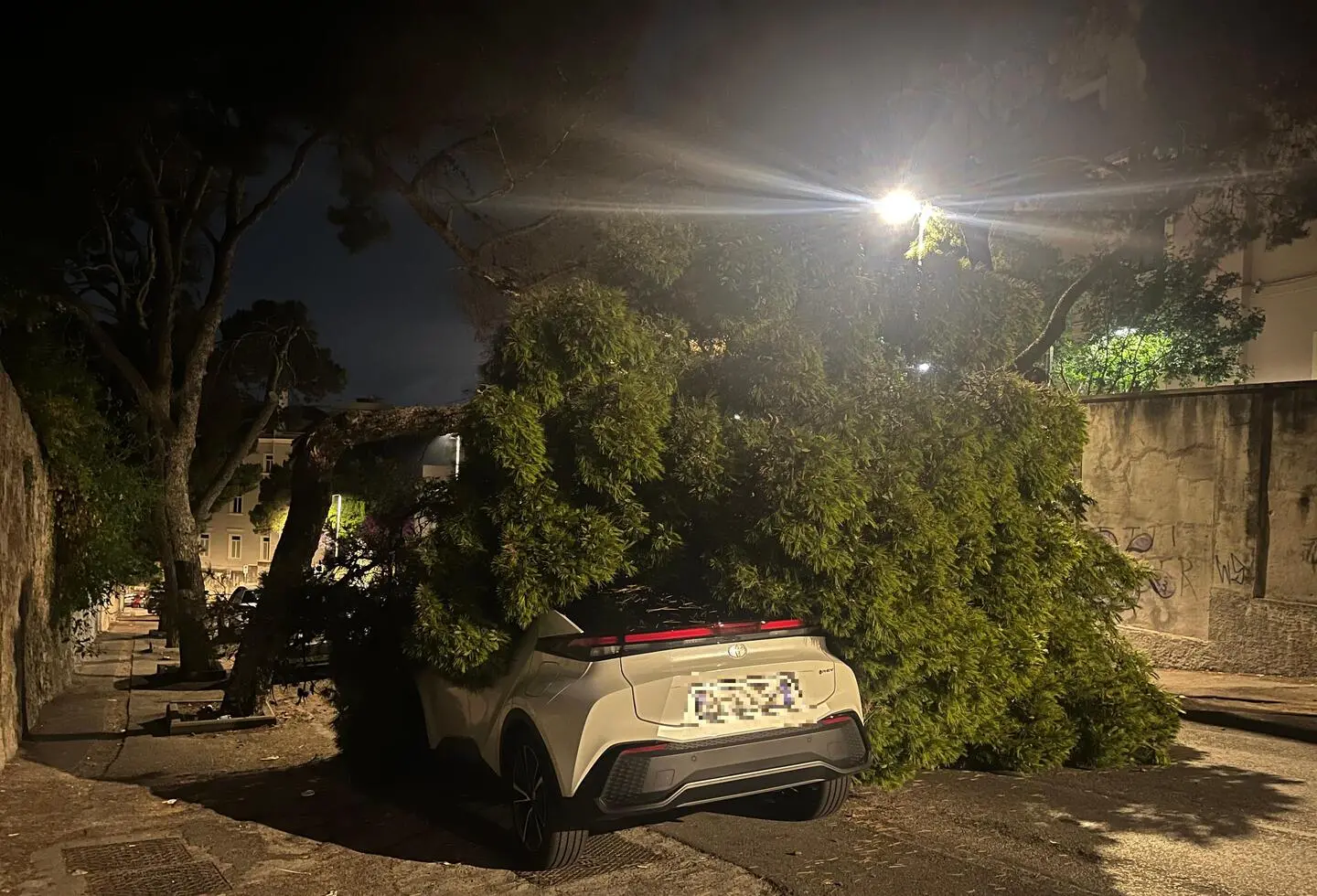City declares tree inspection emergency after cyclone damage | News ...