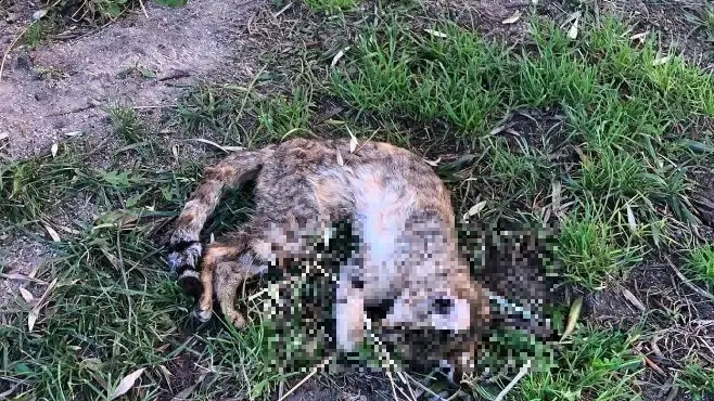 Cats poisoned in front of the basilica of Porto Torres, the pain of the ...