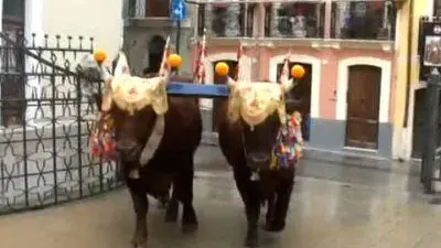 Sant'Efisio, benedetti i nomi dei buoi: Mancai ci provasa e Non ci ...