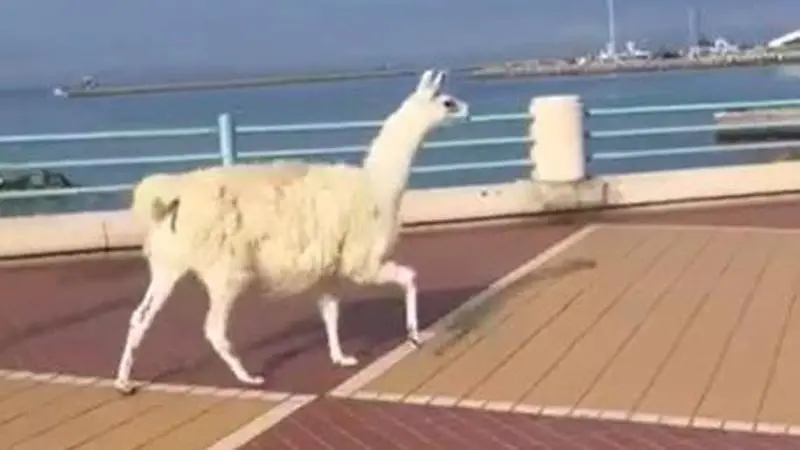 Genua: Lama entkommt aus dem Zirkus und rennt die Strandpromenade ...