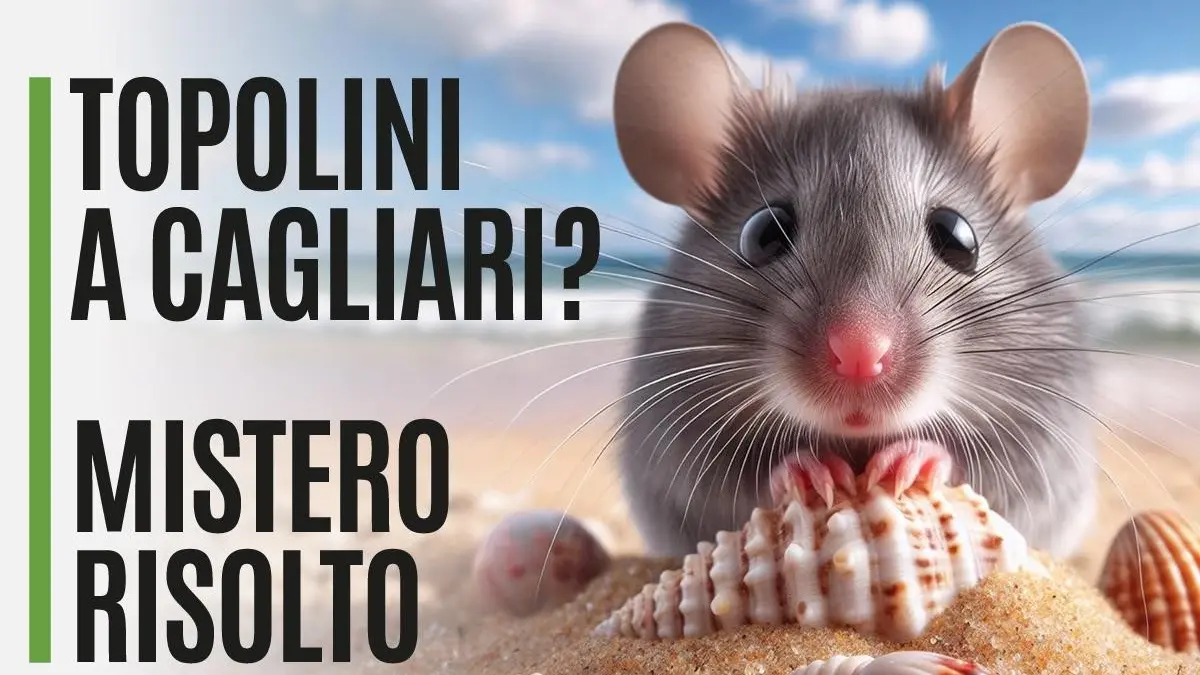 Invasione di topolini nella città di Cagliari: il mistero è finalmente ...