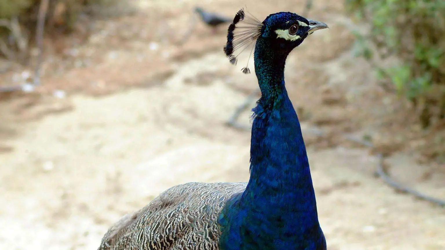 Dead peacocks in Monte Urpinu, autopsy to find out the causes: ASL ...