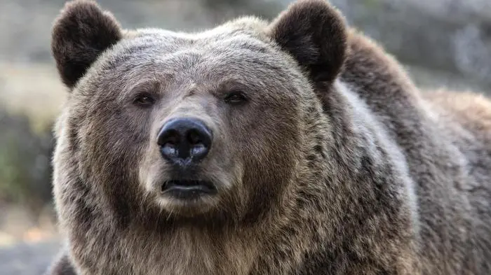 Orso “strafatto” di cocaina semina morte: l’assurdo film tratto da una ...