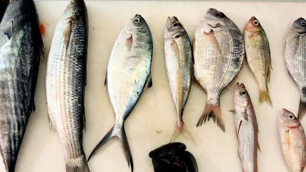 Wie viel Fisch darf man pro Woche essen? - L'Unione Sarda German