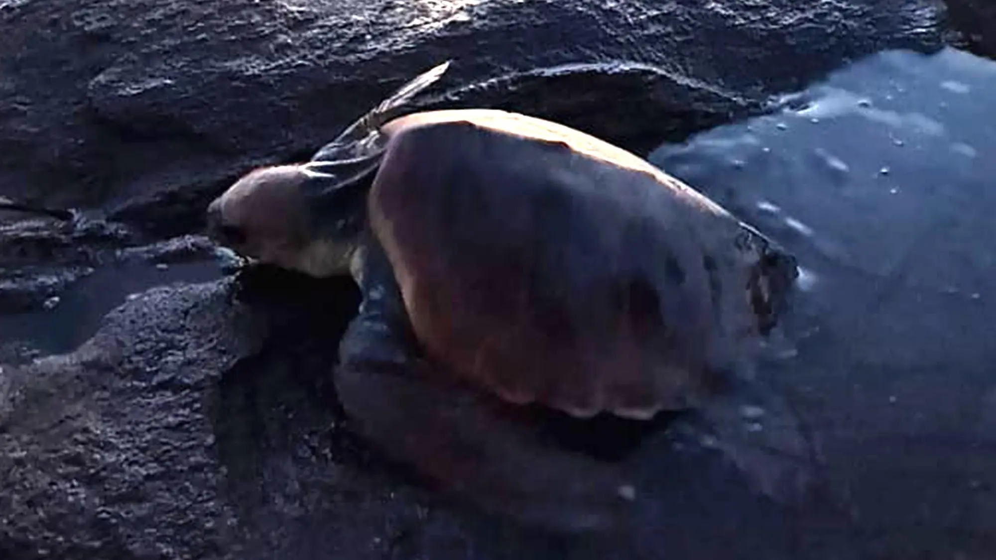 Punta Salina, impigliata in una rete da pesca: tartaruga salvata da due ...