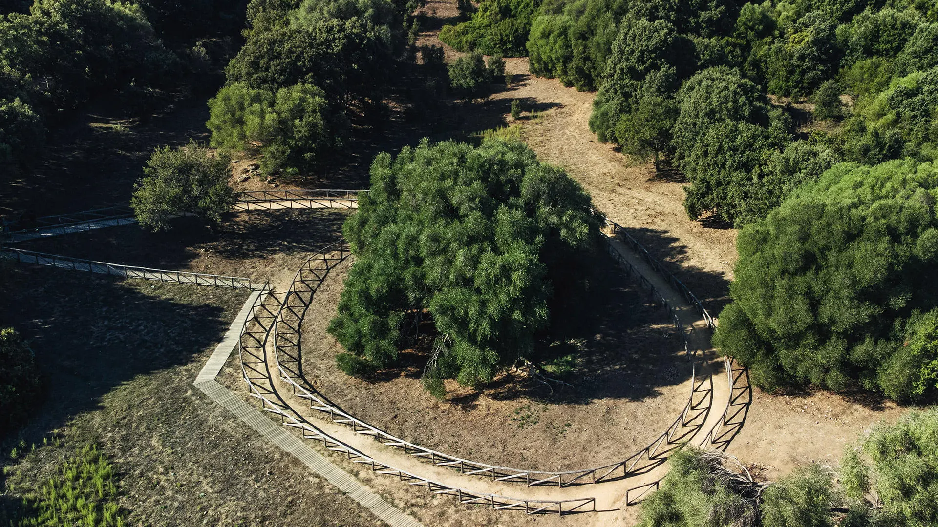 The thousand-year-old olive tree of Luras is the most voted tree in the ...