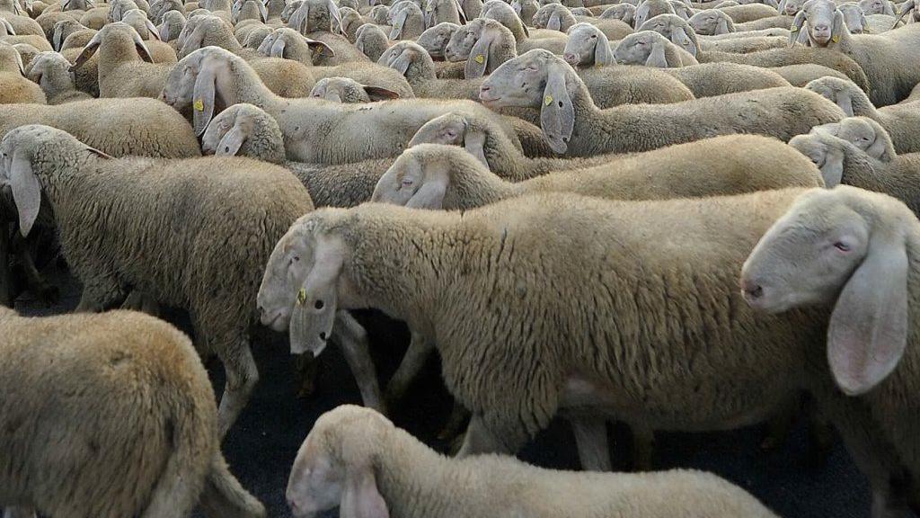 Mille pecore sarde in partenza per Cascia: la solidarietà dei pastori ...