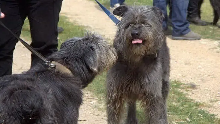 Cagliari, esposizione caninaRiconosciuto il "pastore fonnese" - L ...