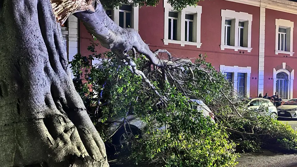 Fear in the night in Cagliari, tree collapses in viale Colombo - L ...