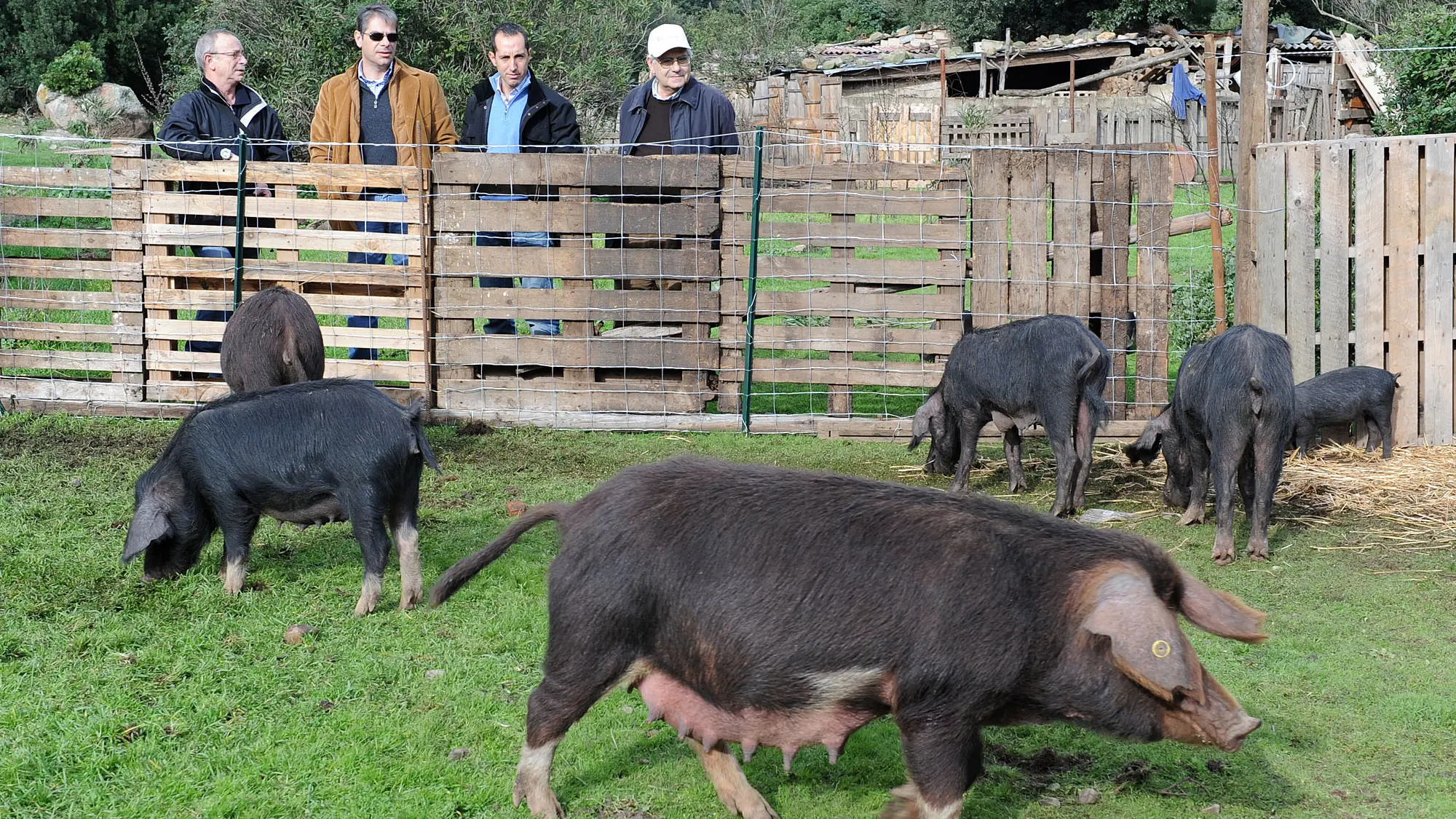 Slow Food Presidia, there is also Sardinian pork
