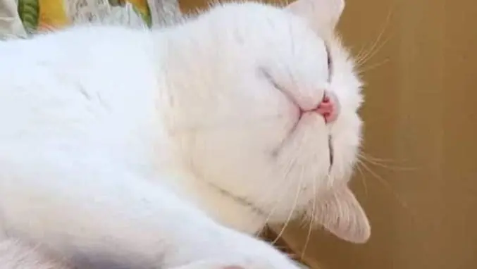 Bones: cat found hanged with 5 turns of cable tightened around its neck ...
