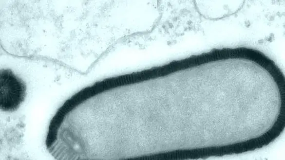 Scoperti 13 virus “zombie” rimasti per millenni nel permafrost e ancora ...