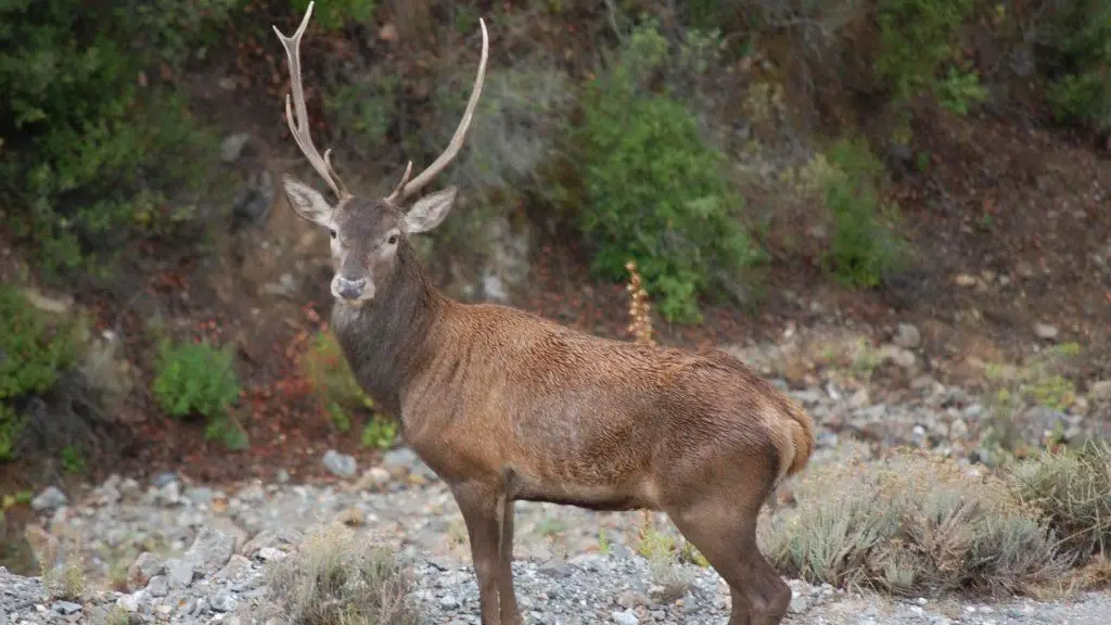 Sinnai: alla scoperta del cervo sardo sui Sette Fratelli - L'Unione ...
