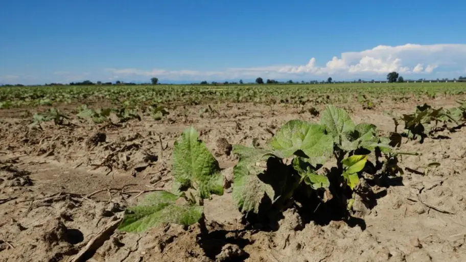 Sardinia in the grip of the African heat: crops on their knees and ...
