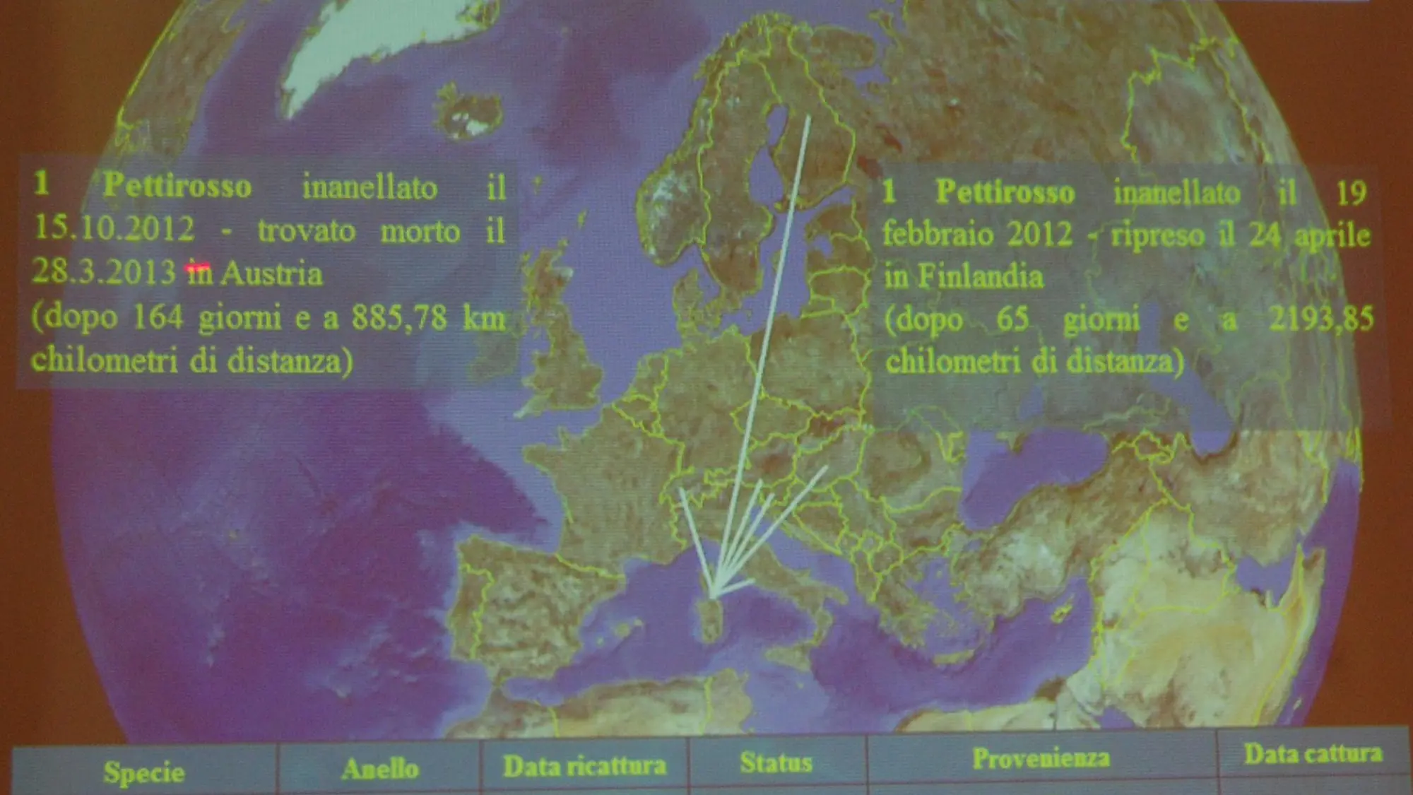 La Maddalena: a ringed robin in Caprera was found two months later in ...