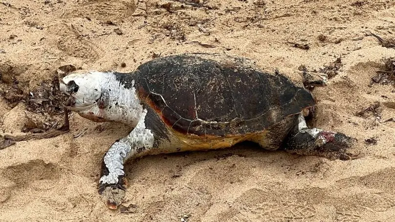 Turtle carcass in Porto Torres: a hook tore its digestive system