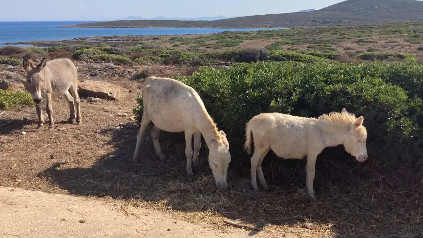 L'asinello bianco, simbolo dell'Asinara, protagonista ad Allumiere - L ...