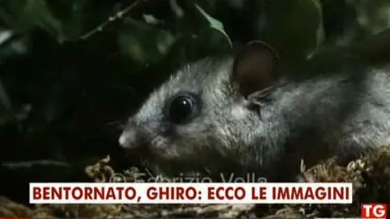 Il ghiro sardo sfida l'estinzionetra i boschi del Supramonte - L'Unione ...