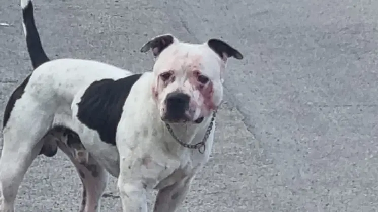 Porto Torres, two pit bulls sow panic in via Mannu: an 86-year-old ...