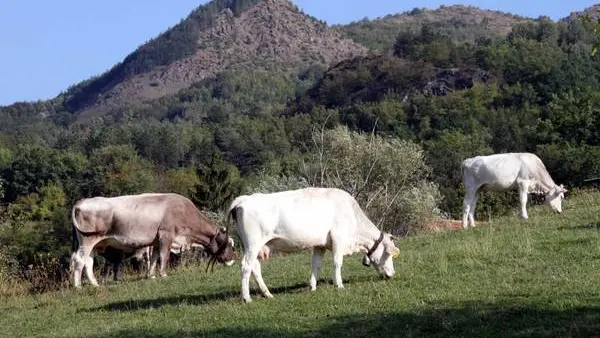 "In Sardinia the dairy and beef cattle supply chain is collapsing" - L ...