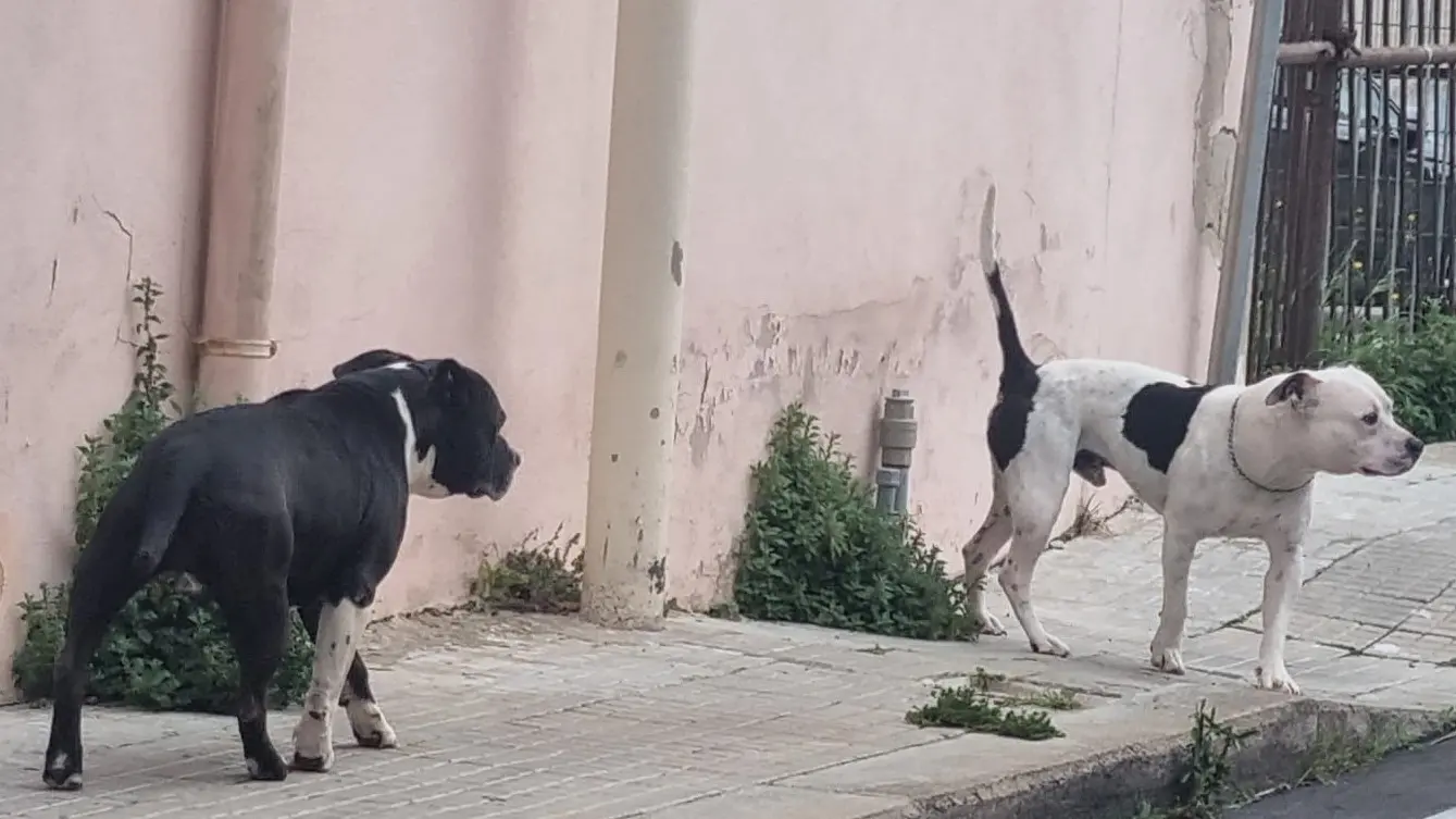 Porto Torres, two pit bulls sow panic in via Mannu: a cat killed in ...