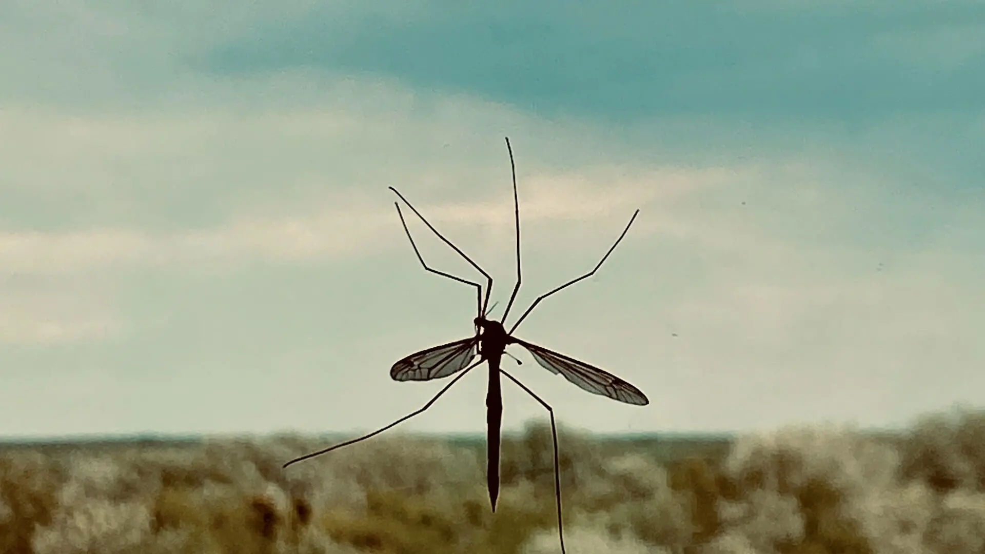 La “Febbre del Nilo”, malattia diffusa dalla globalizzazione