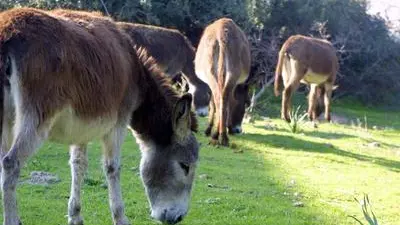 Asini come risorsa, allevamenti in crescita nell’Isola - L'Unione Sarda.it