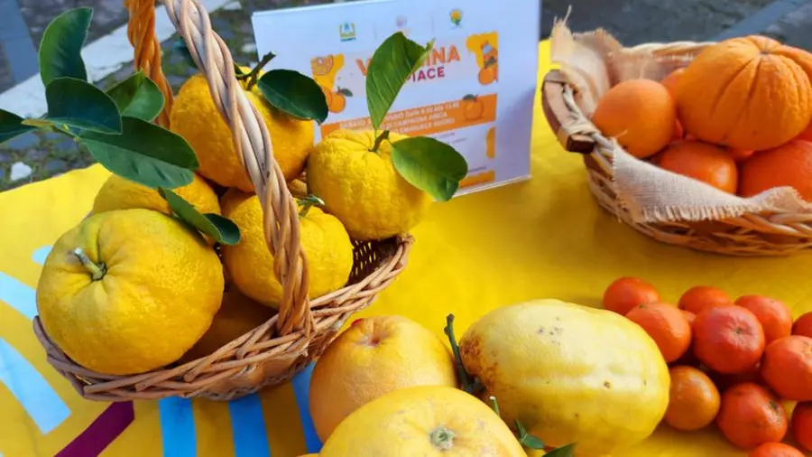 Coldiretti: on the island one of the rarest citrus fruits in the world ...