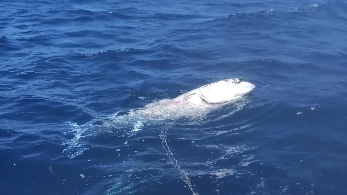 The carcass of a large tuna in the Bay of Nymphs - L'Unione Sarda English